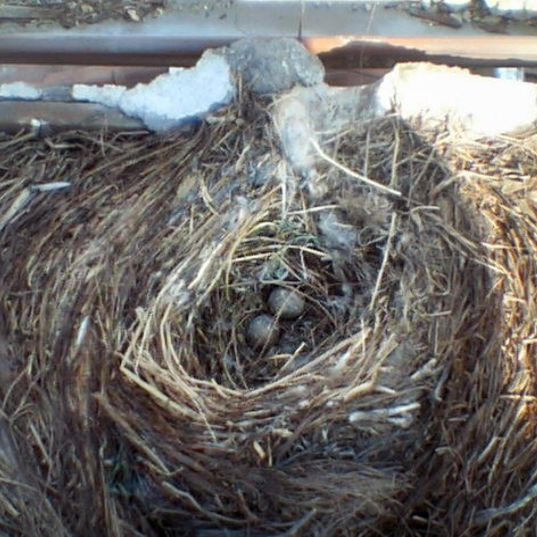 TREE SPARROW (Passer montanus) - songbird factfile